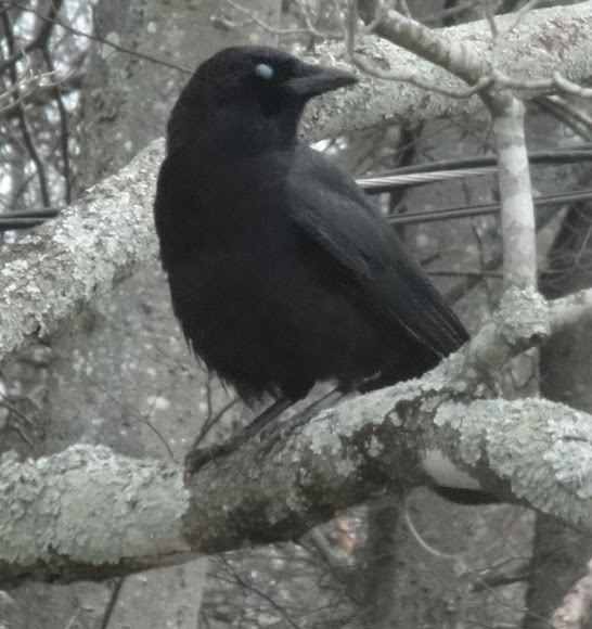 Eastern Crow | Project Noah