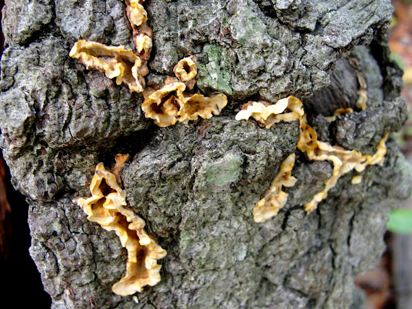 Unknown Fungus | Project Noah