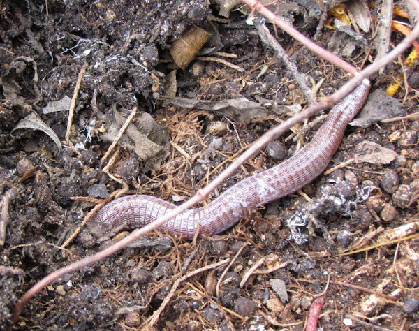 Iberian worm lizard | Project Noah