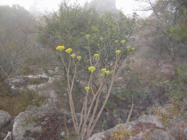 Palo Loco | Project Noah