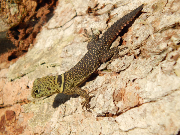 Shovel Tail Lizard | Project Noah