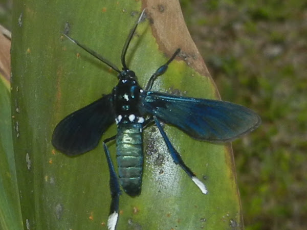 cyan tiger moth | Project Noah