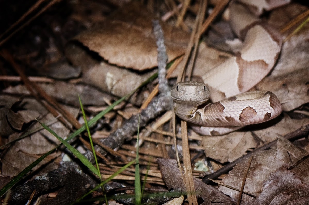 Copperhead | Project Noah