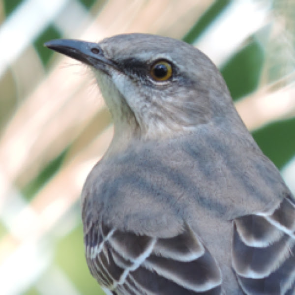 Northern Mockingbird | Project Noah