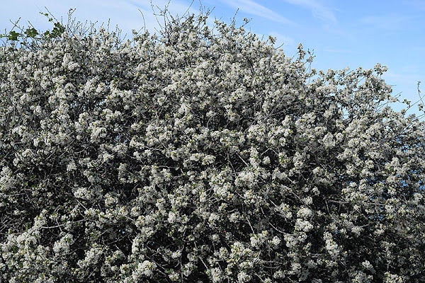 Wart-stem Ceanothus | Project Noah