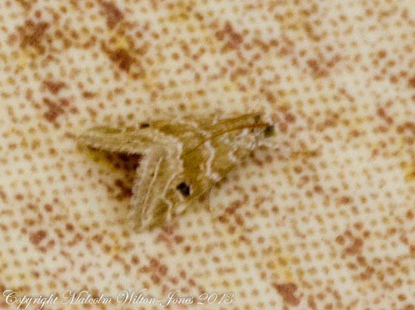 Cabbage Webworm Moth | Project Noah