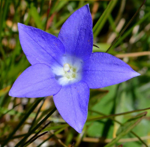 Royal Bluebell | Project Noah