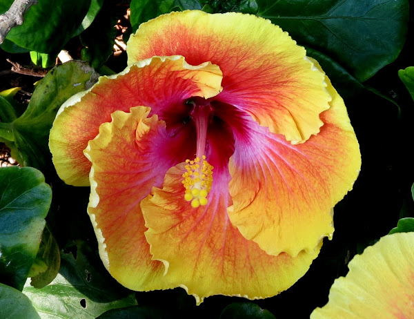 Hibiscus Hybrid | Project Noah