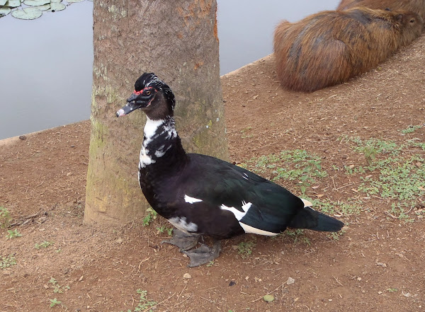 Pato criollo o moscovita. Muscovy Duck. | Project Noah