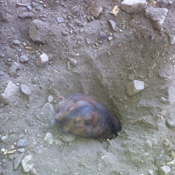 Gopher | Project Noah