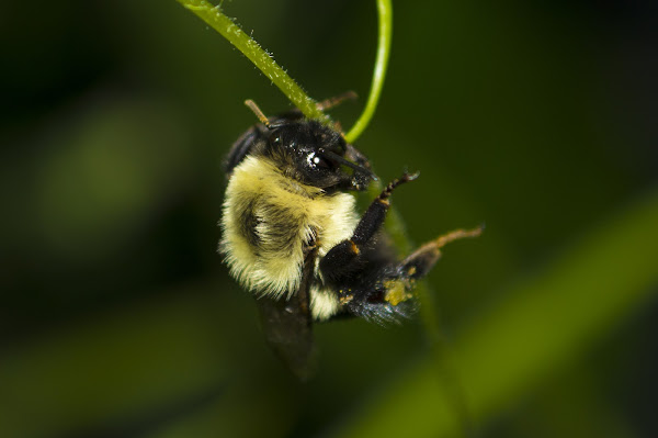 Two Spotted Bumble Bee | Project Noah