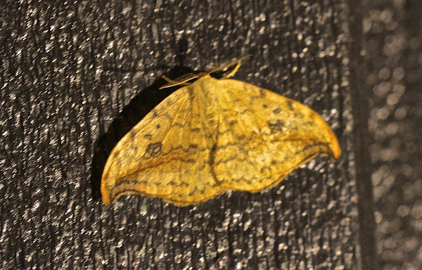 Pebble Hook-tip | Project Noah