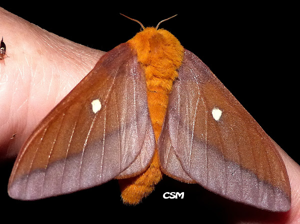 Pink-Striped Oakworm Moth | Project Noah