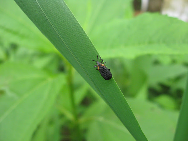 Orange-shouldered Leaf Miner | Project Noah