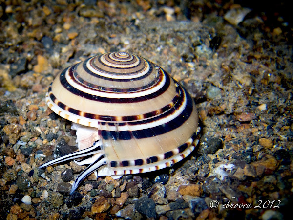 Clear Sundial Snail, Perspective Sundial Snail | Project Noah