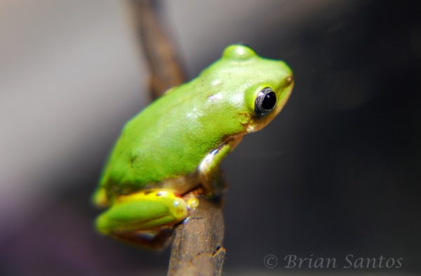 African Reed Frog | Project Noah