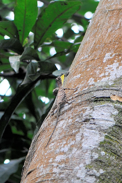 Red-barbed Gliding Lizard (Flying Dragon) | Project Noah