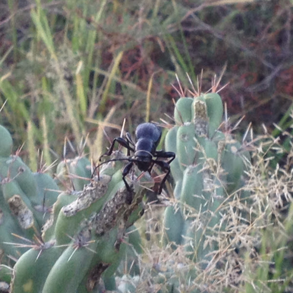 Cactus Longhorned Beetles | Project Noah