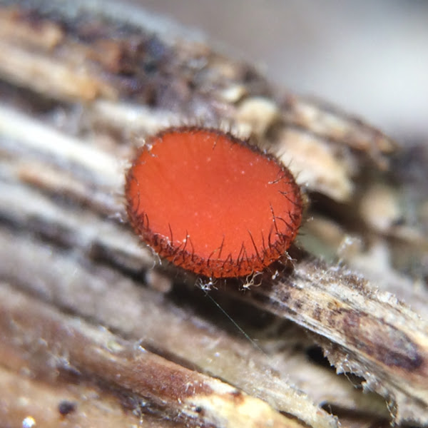 Eyelash cup | Project Noah