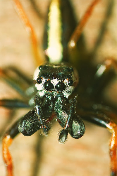 Large Jawed Jumping Spider | Project Noah
