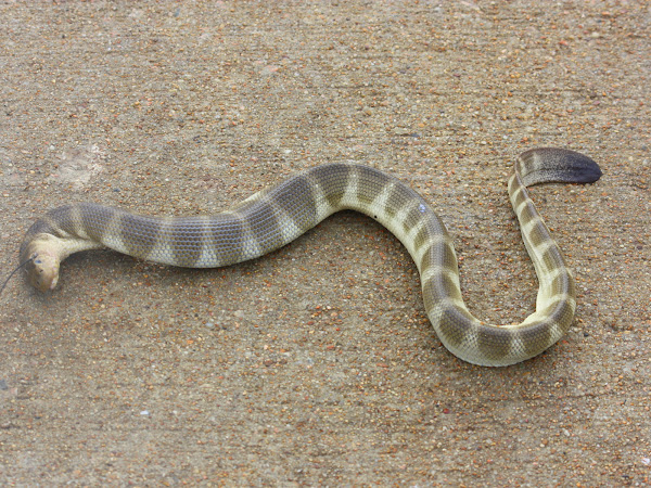 Spine-bellied sea snake | Project Noah
