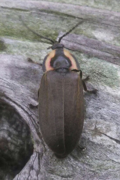 Winter Firefly | Project Noah