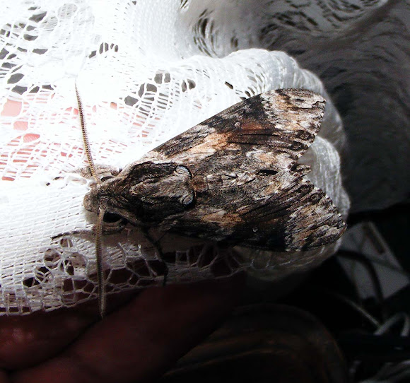 Five-spotted Hawk Moth | Project Noah