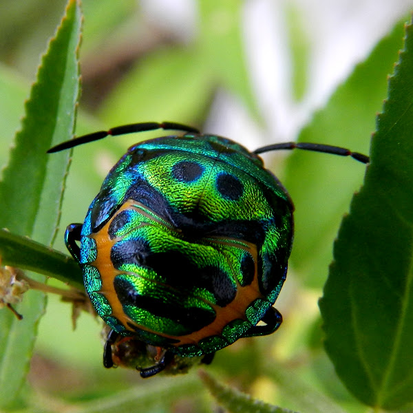 Indian Jewel Bug | Project Noah