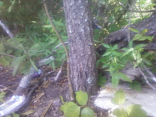 Eastern Fence Swift | Project Noah