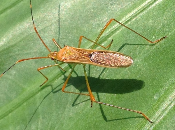 Slender Rice Bug | Project Noah