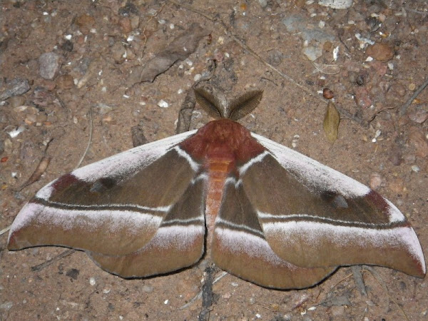 Emperor Moth or Cabbage Tree Emperor | Project Noah
