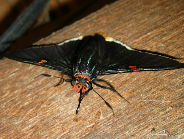 Guava Skipper | Project Noah