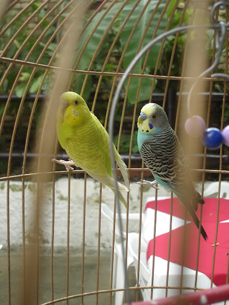 Perico | Project Noah