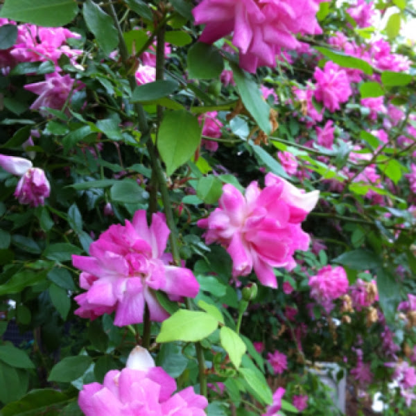 Old Blush Climbing Rose | Project Noah