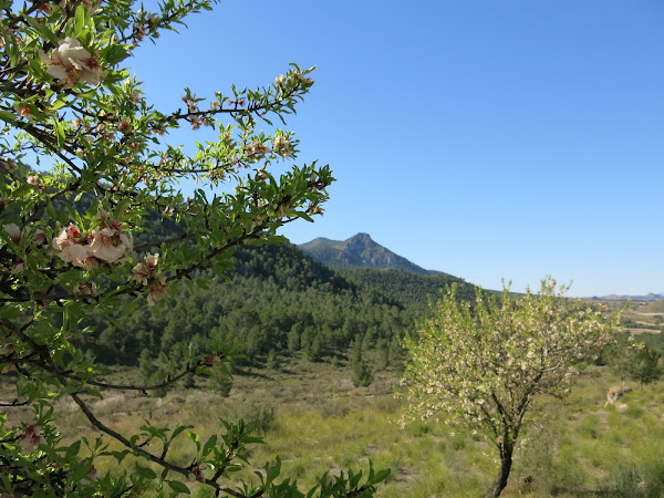 Almendro. Almond tree | Project Noah