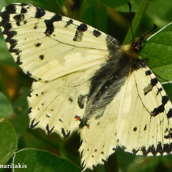Biodiversity of Fauna in Crete | Project Noah