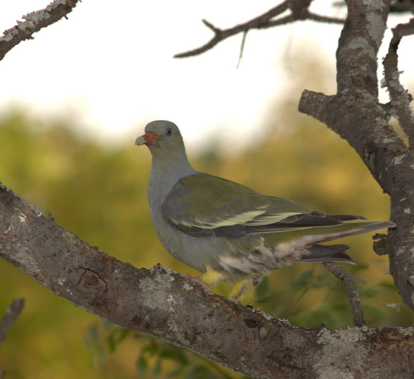 African Green Pigeon | Project Noah
