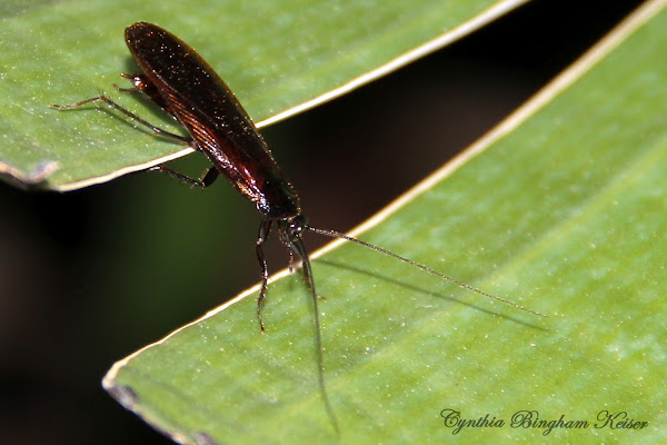 American Cockroach | Project Noah