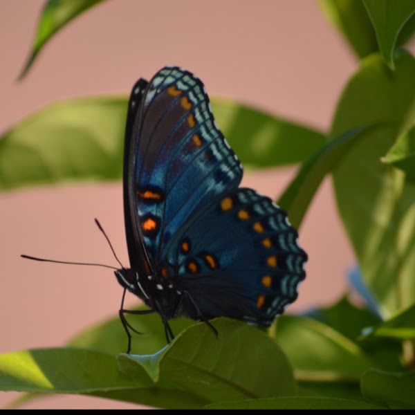 Red-spotted Purple | Project Noah