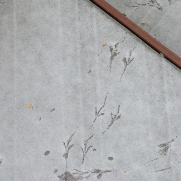 Chickadee footprints | Project Noah