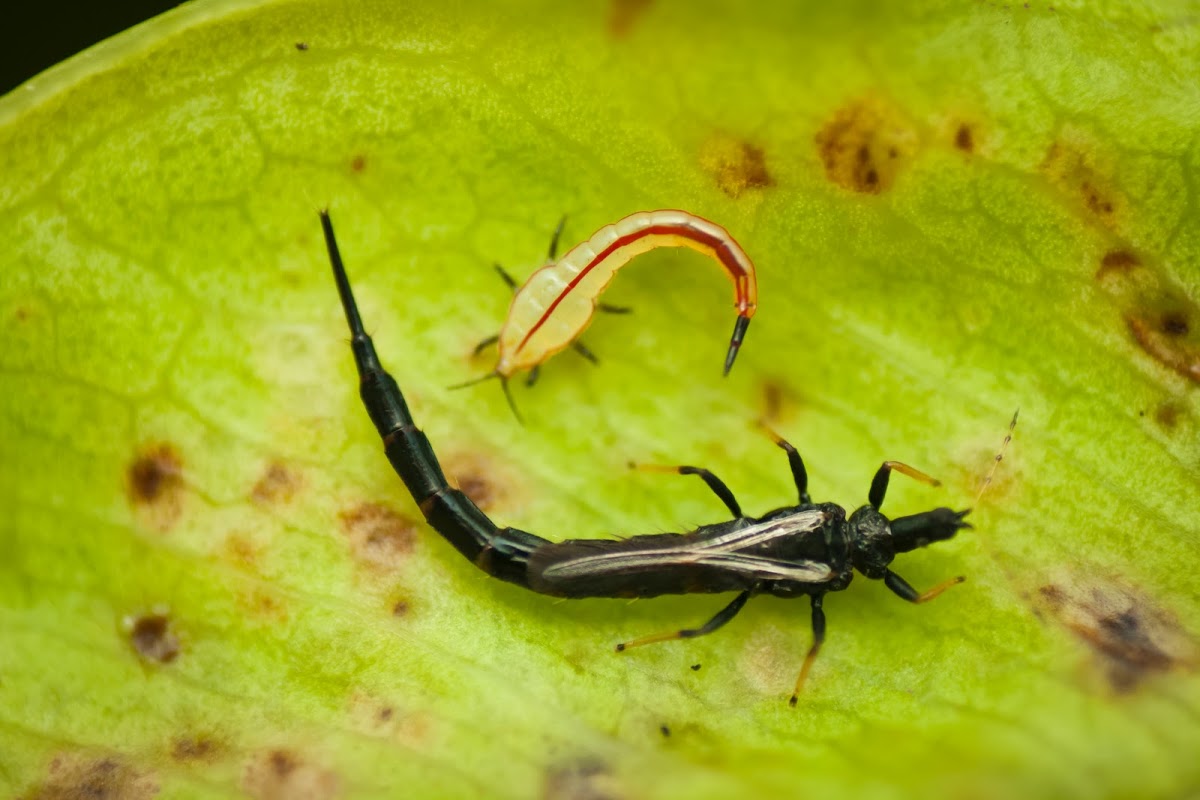 Thrips | Project Noah