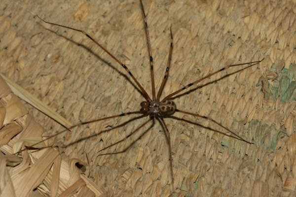 Giant Daddy Long Leg Spider | Project Noah