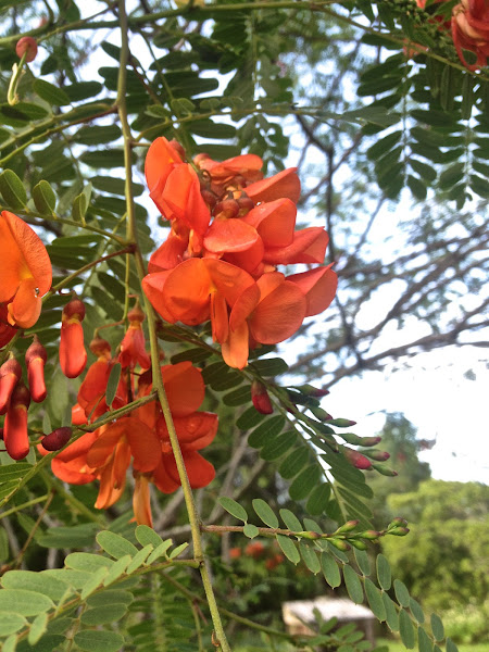 Rattlebox | Project Noah