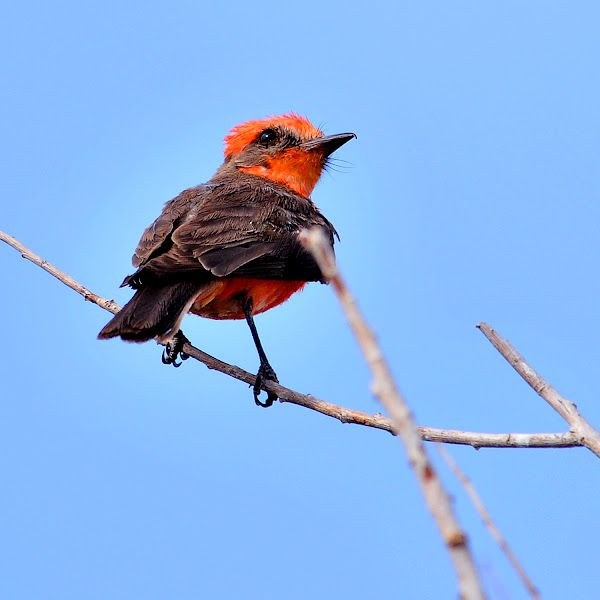Vermilion Flycatcher | Project Noah