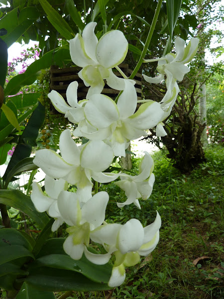 Dendrobium | Project Noah