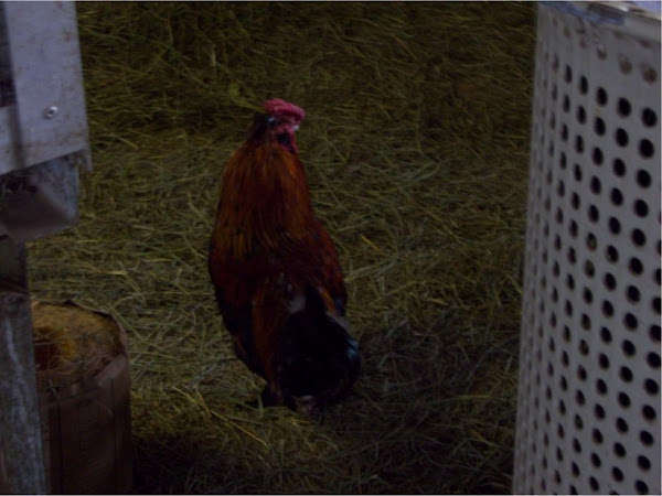 Rooster | Project Noah