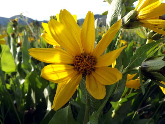Mule's Ear Daisy | Project Noah