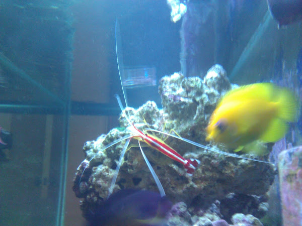 Scarlet Skunk Cleaner Shrimp | Project Noah