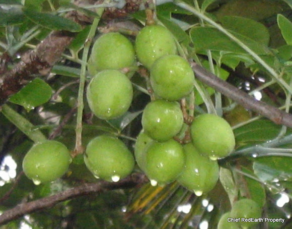 Indian Hog Plum / AMBAZHAM, | Project Noah