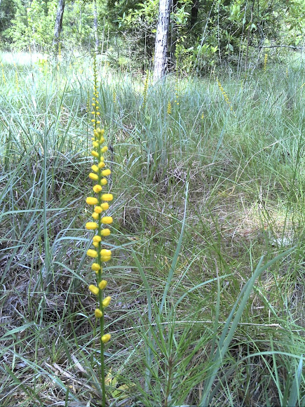 Yellow colic root | Project Noah